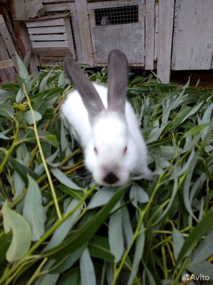 Чистая Калифорния