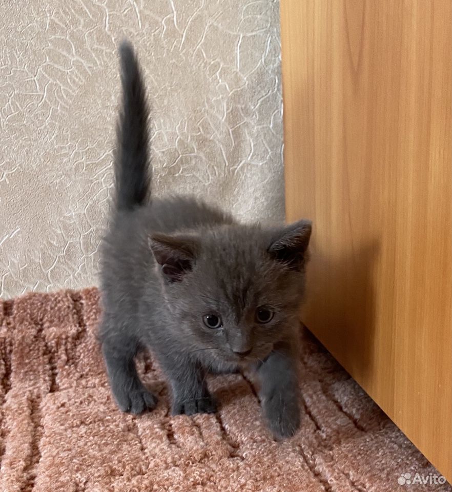 Котёнок британский