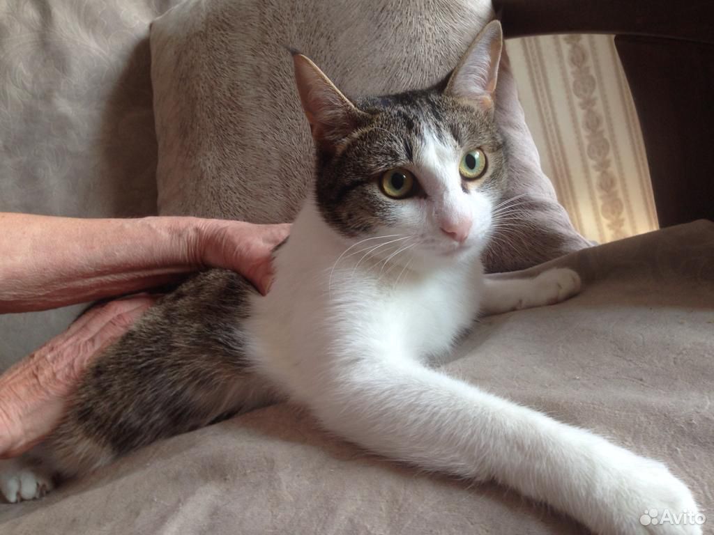 Максик, скромный и нежный кот, 10 месяцев
