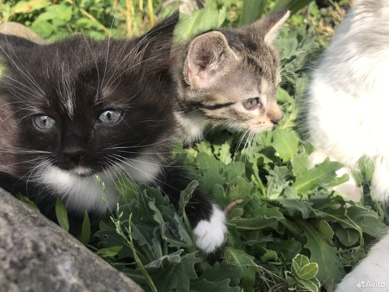 Котята голубоглазые 1.5 месяц