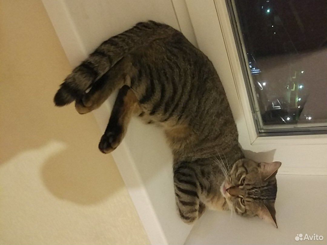 Кото тигр