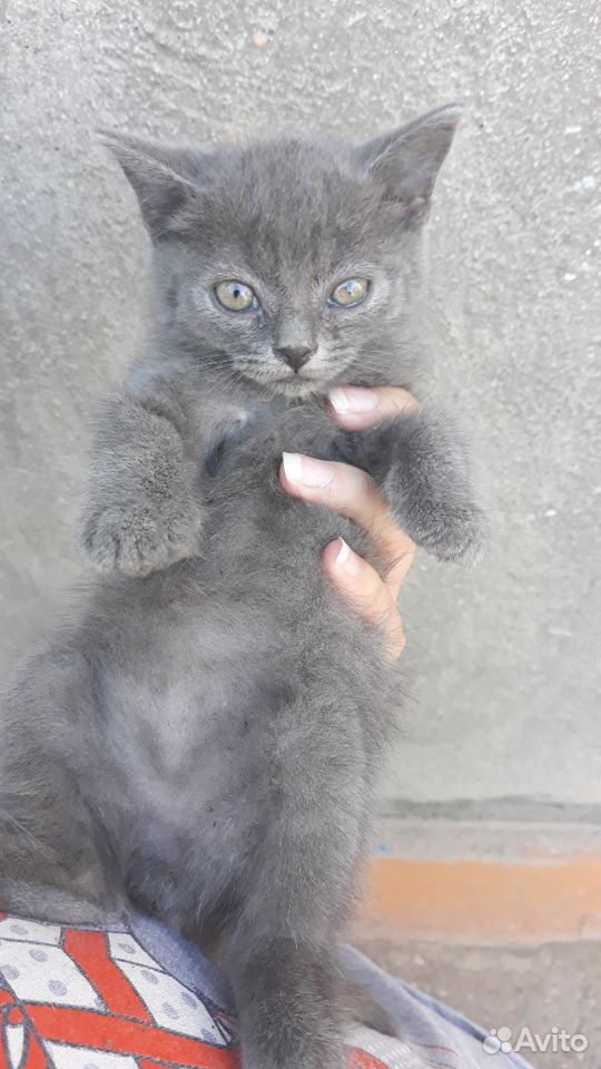 Продаем британских котят