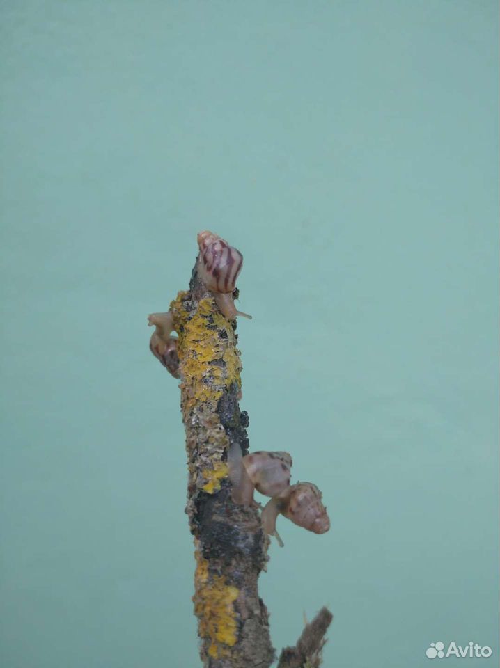 Улитки Лимиколярии