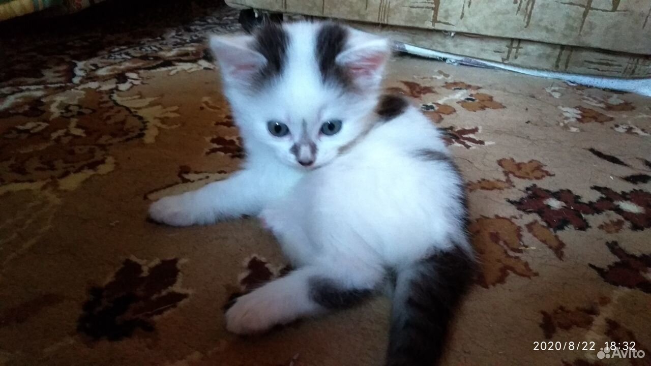 Отдам котят в добрые руки