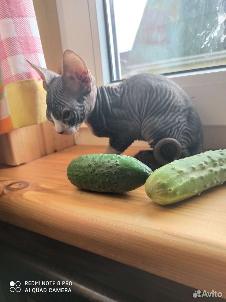 Мальчишка донского сфинкса