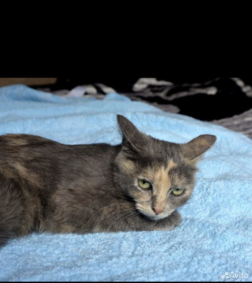 Кошка Мисти