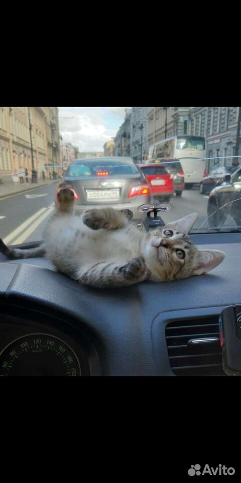 Котенок в добрые руки