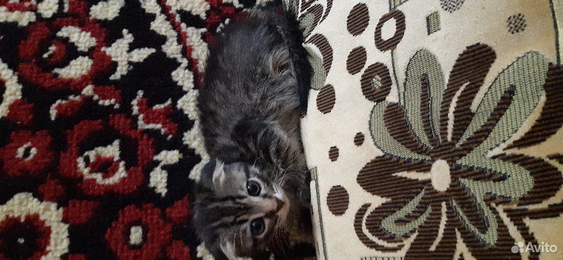 Отдам веслоухих котят