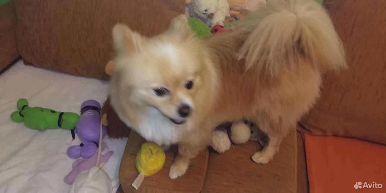 Потерялся шпиц