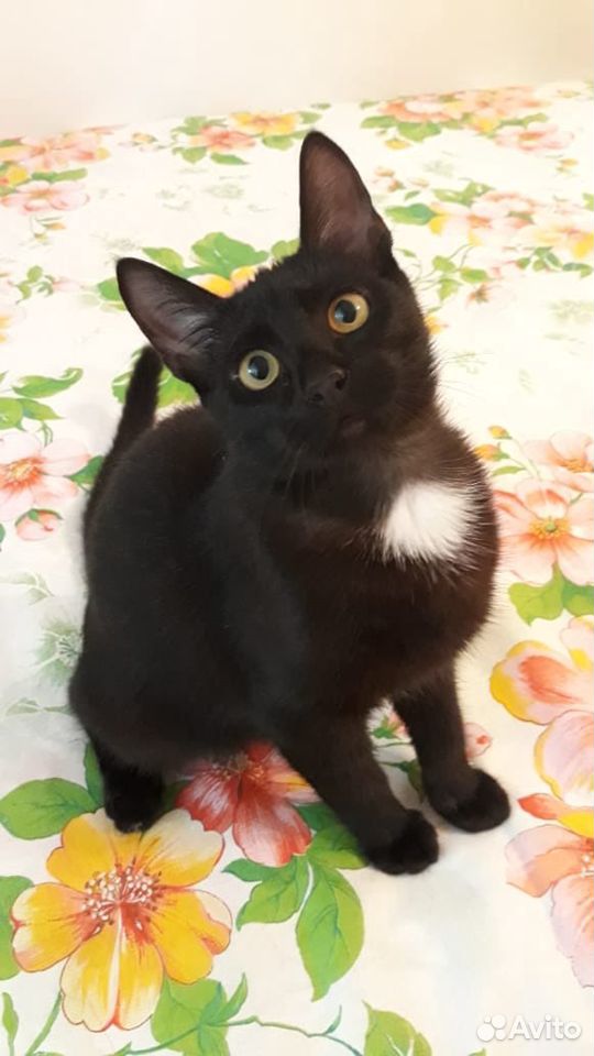 Кот