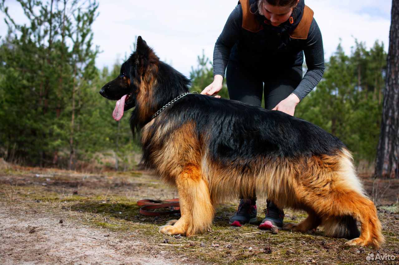 Классные медвежатки