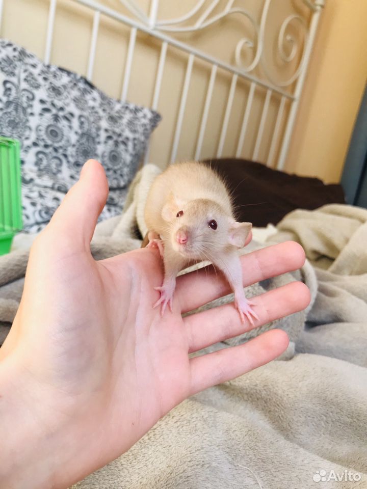 Крысы, крысята дамбо. Сиамские. Самцы и самки