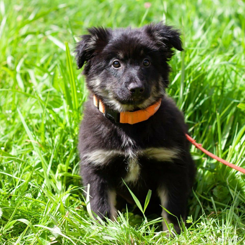 Лохматушка Эмма в добрые руки