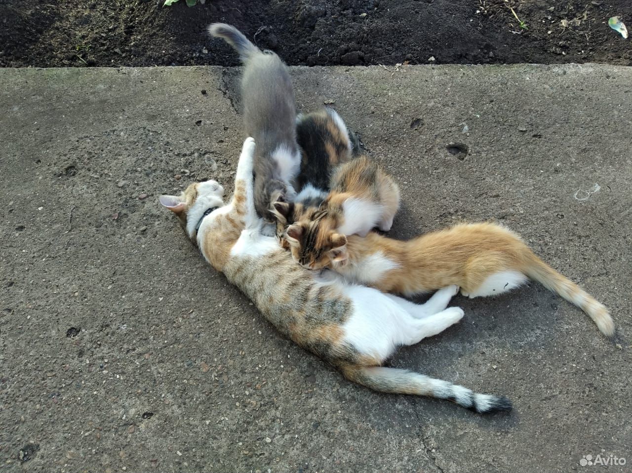 Котята в добрые руки