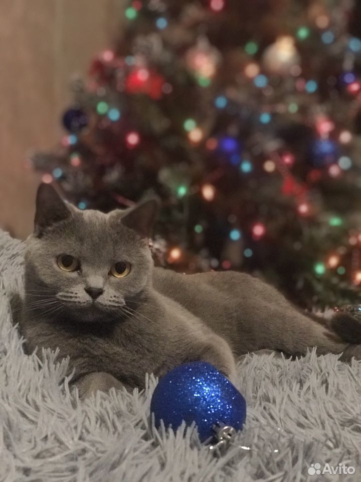 Британская кошечка для вязки