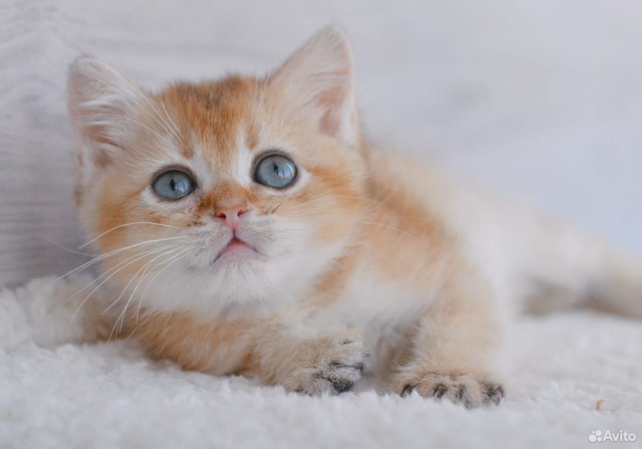 Золотой тикированный котик мальчик