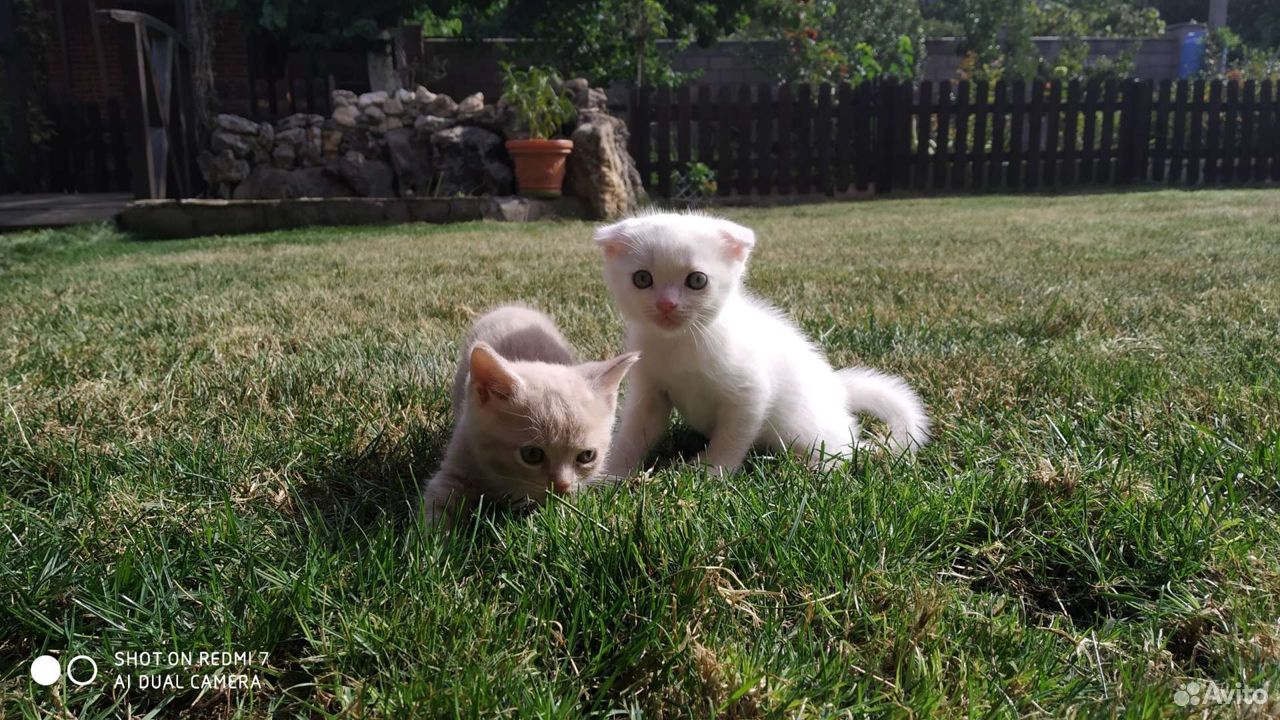 Отдам котят