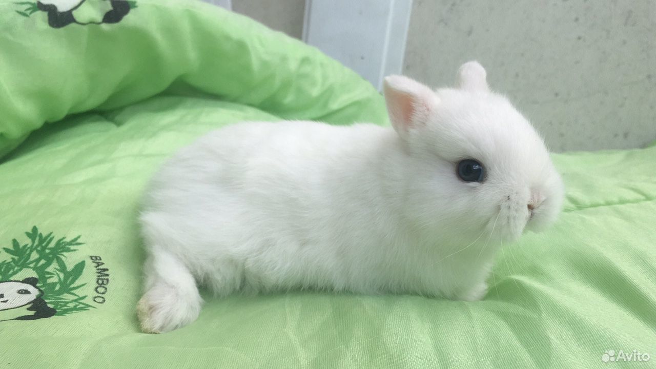 Кольчонок Минор