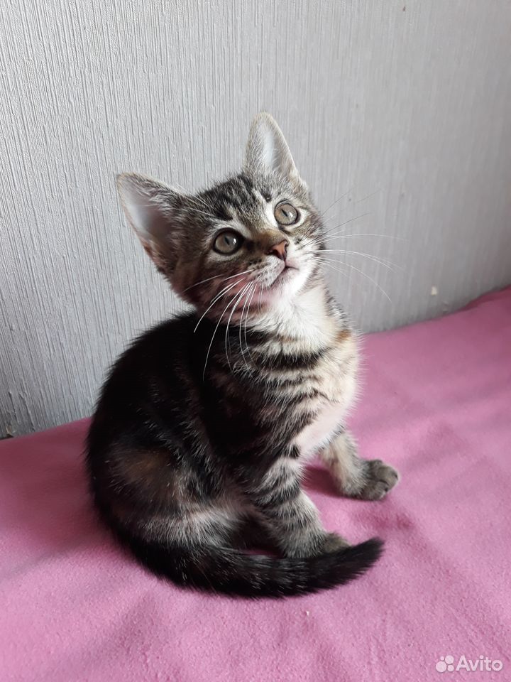 Кошка Маруся возраст 2,5 мес в хорошие руки