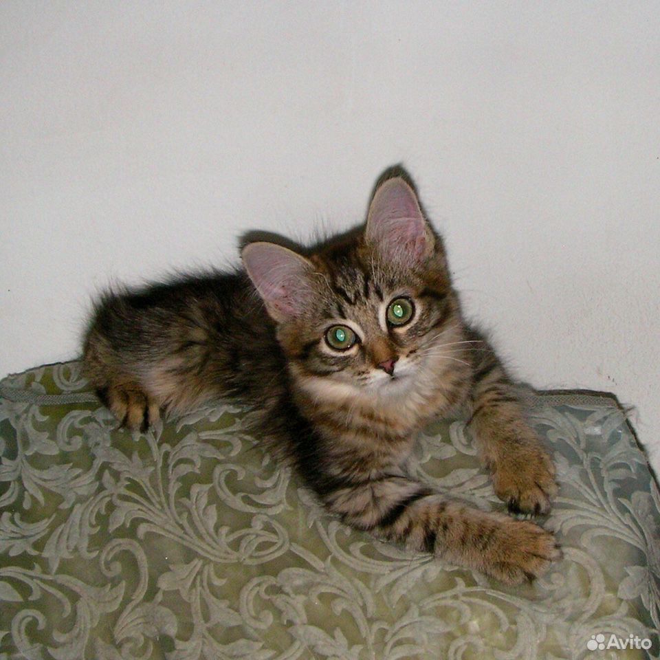 Котёнок бесплатно