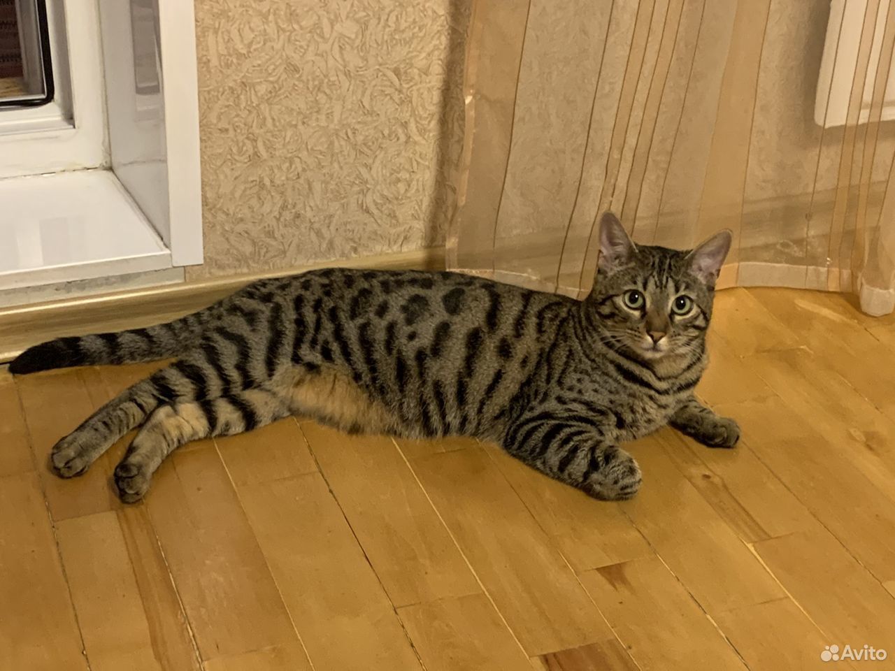Кошка Бенгальсая