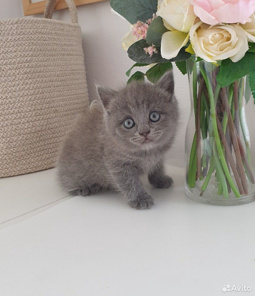 Котенок шотландско-персидский