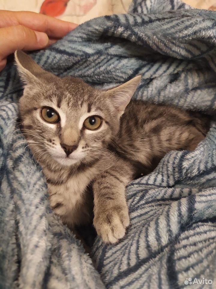 Котёнок Салли