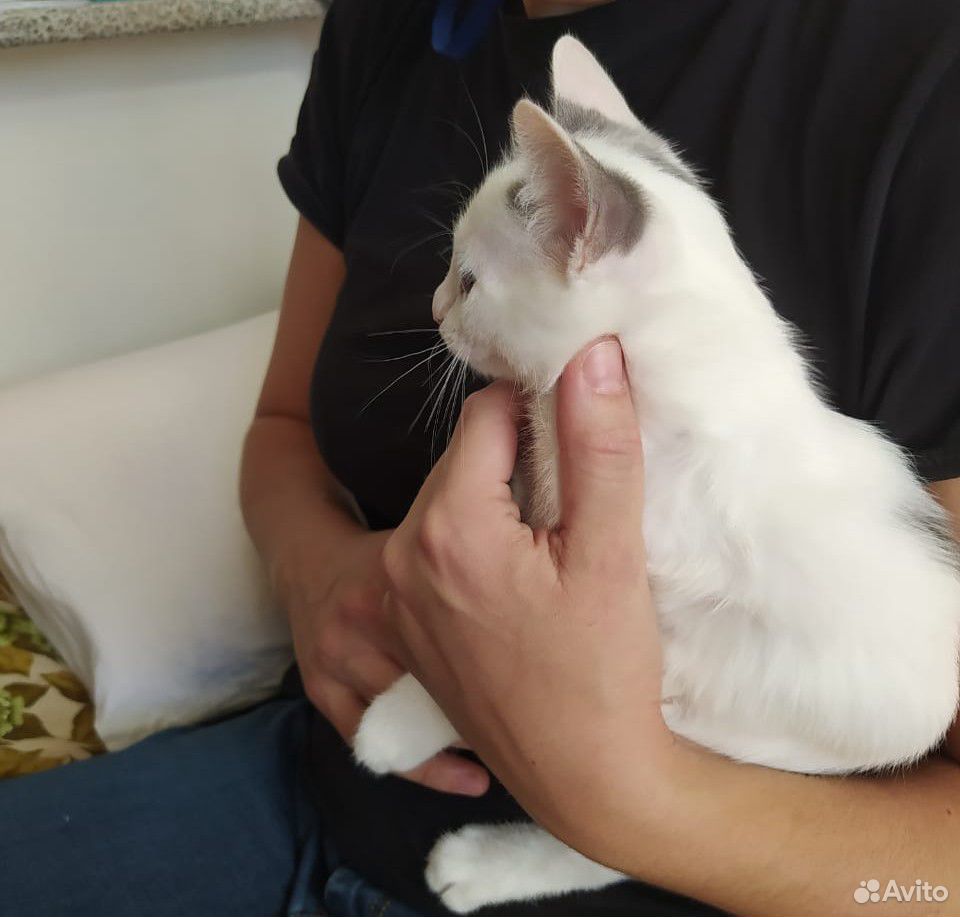 Котенок девочка