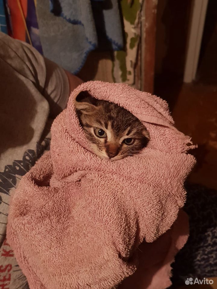 SOS помогите. Маленький котенок в самые добрые и о