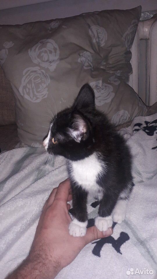 Кошка