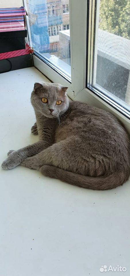 Кот в дар шотландский вислоухий