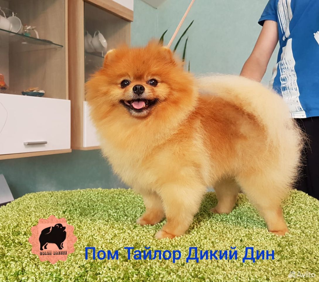 Померанский шпиц для вязки