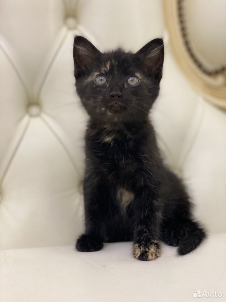 Котенок девочка черепашка
