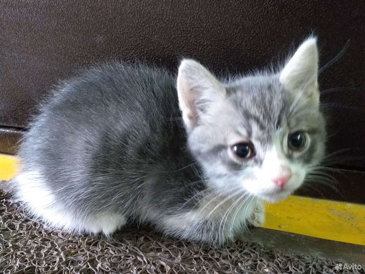 Котёнок серый (мальчик)