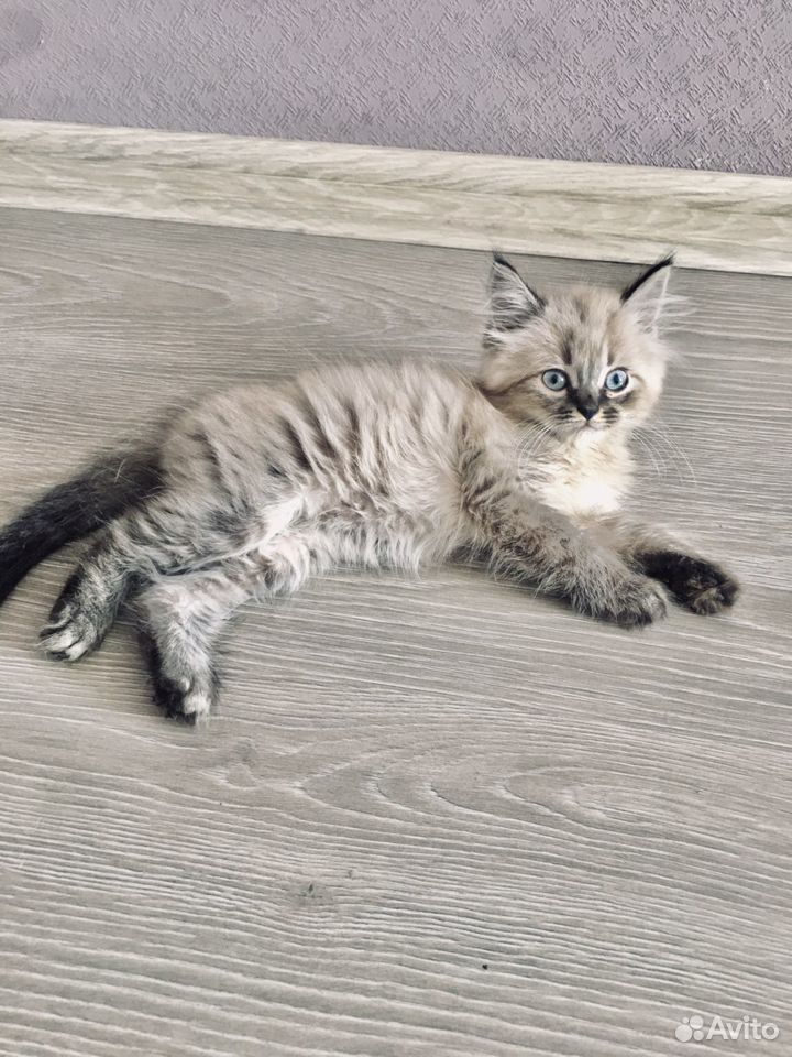 Котёнок ищет дом