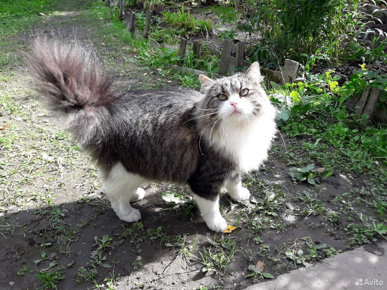 Ласковая кошечка