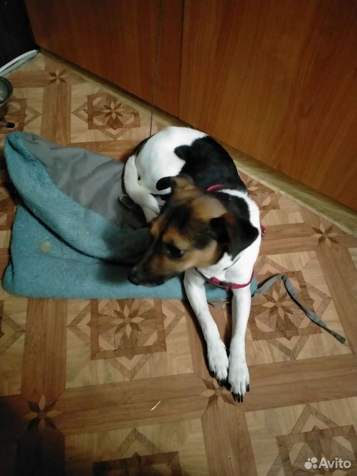 Джек Рассел терьер