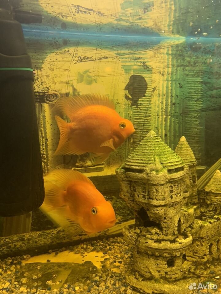 Продам рыбок «попугай»