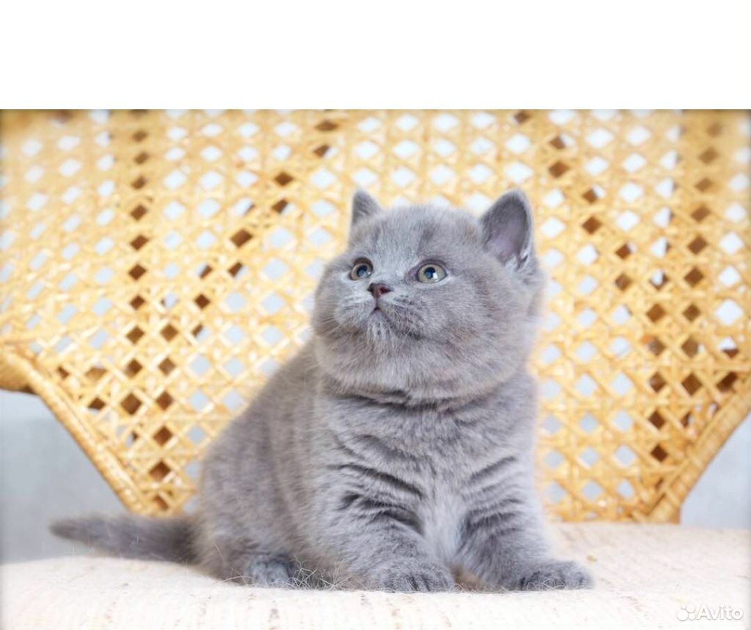 Британская