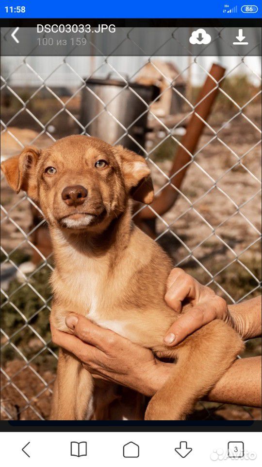 Шоколадное чудо 3 месяца мальчик