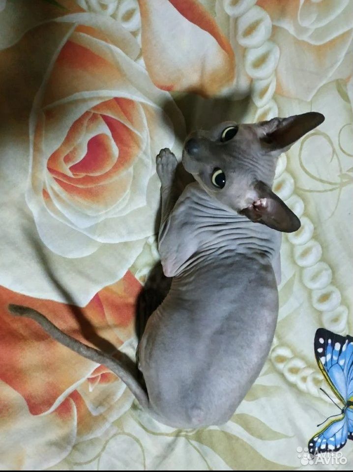 Кот, Канадский сфинкс