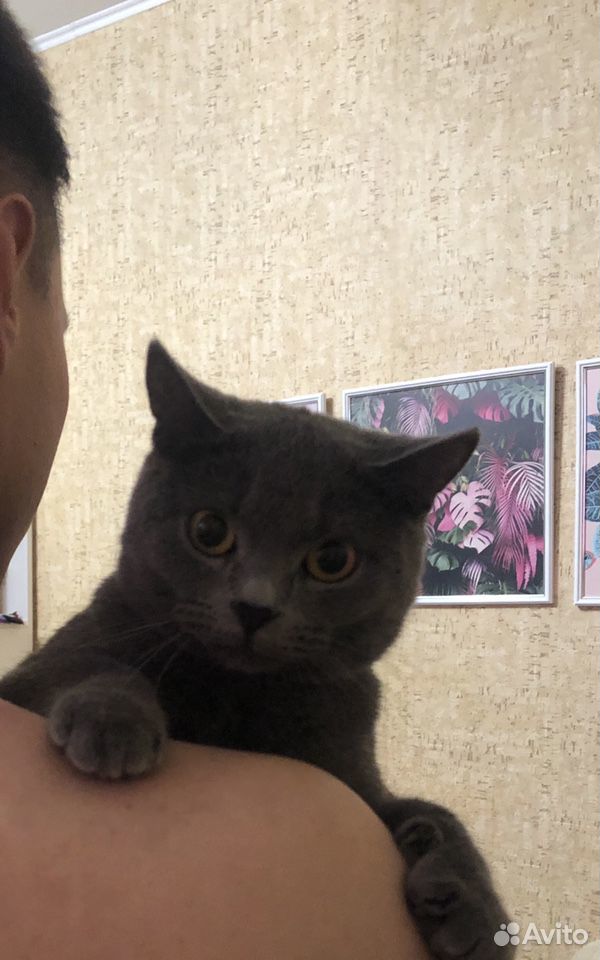 Ищем кота для вязки британской кошки