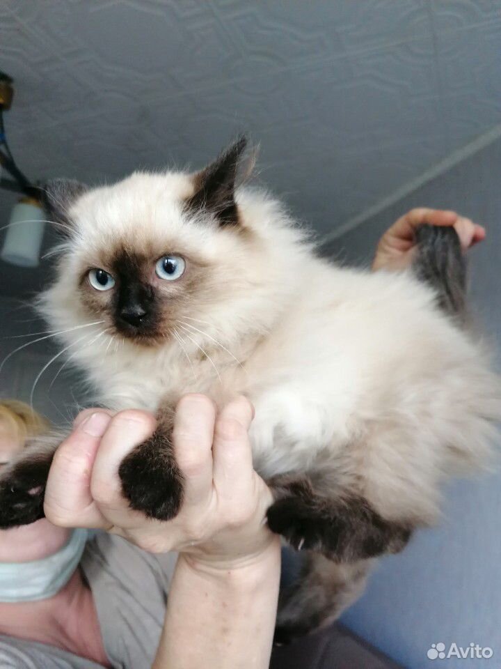 Мальчики Тайчики