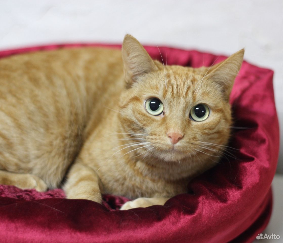 Рыжая Фанта ищет дом