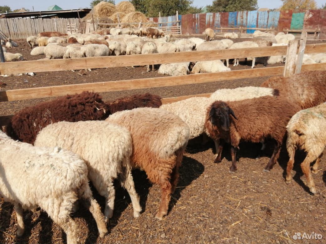 Продам ягнят