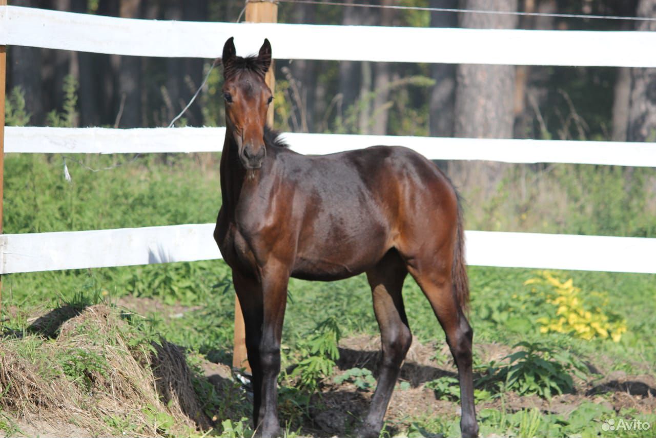 Русская рысистая