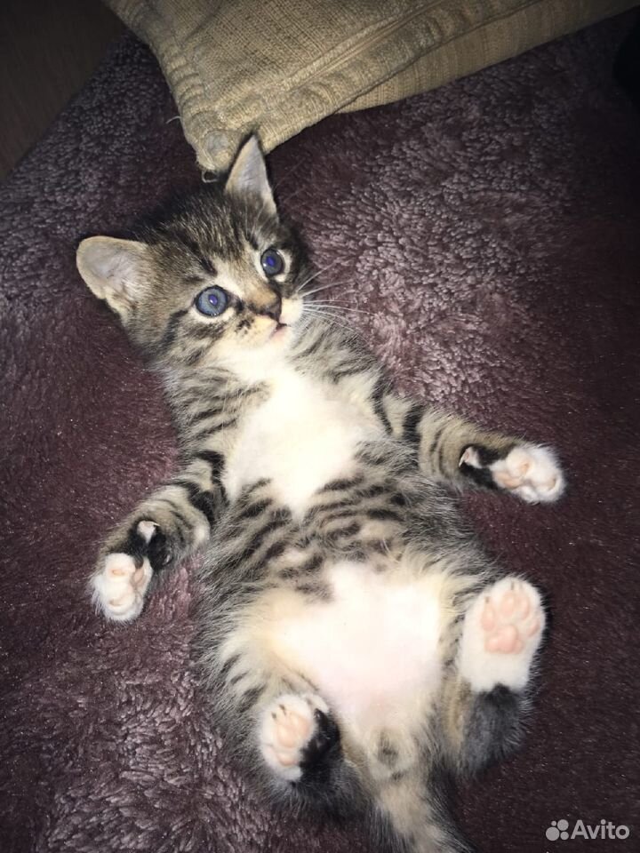 Продаются котята, 1 месяц
