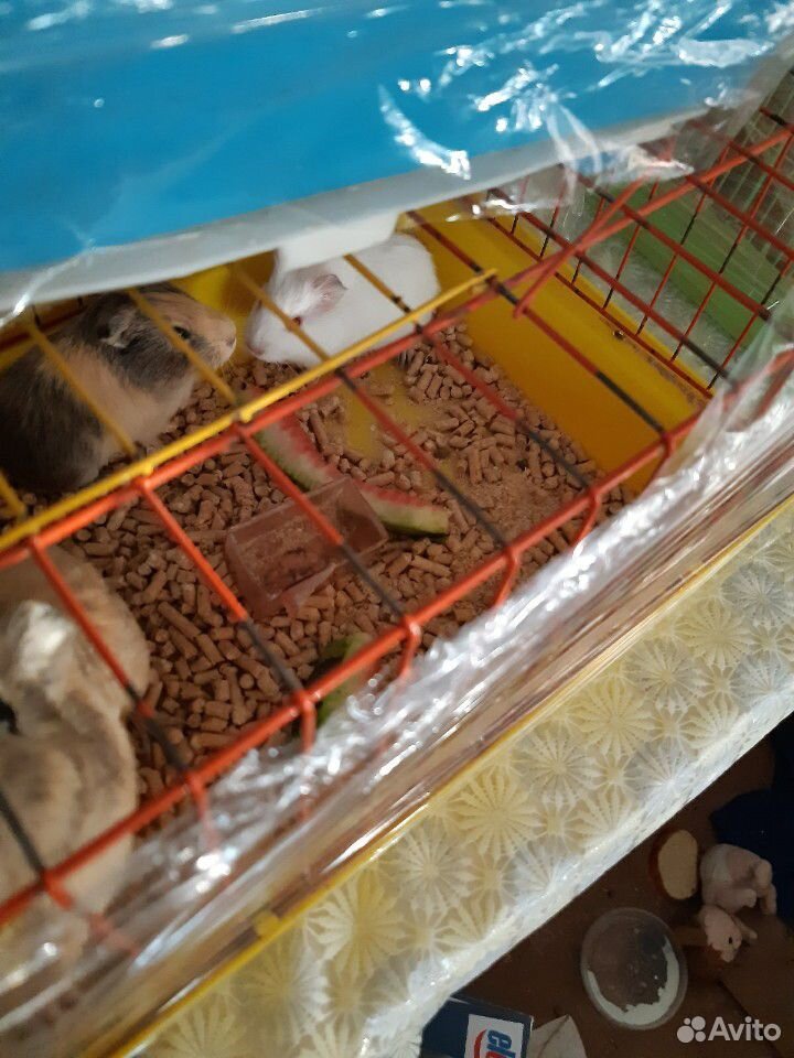 Морская свинка