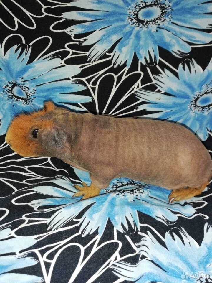 Морская свинка скинни мальчик