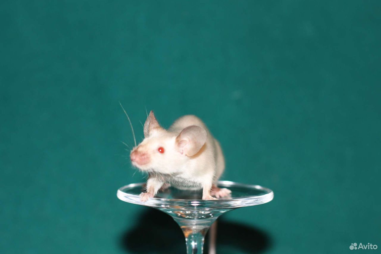 Мышь декоративная гималайская